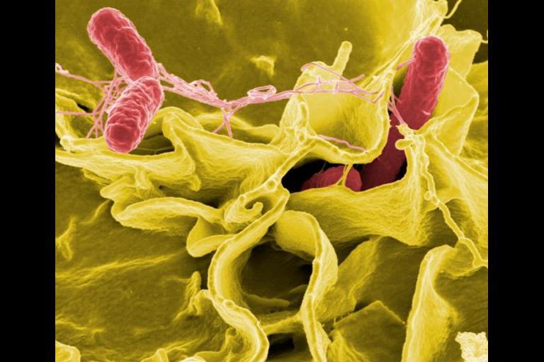 Microbiological concerns faced in cheese-making environments | Features ...